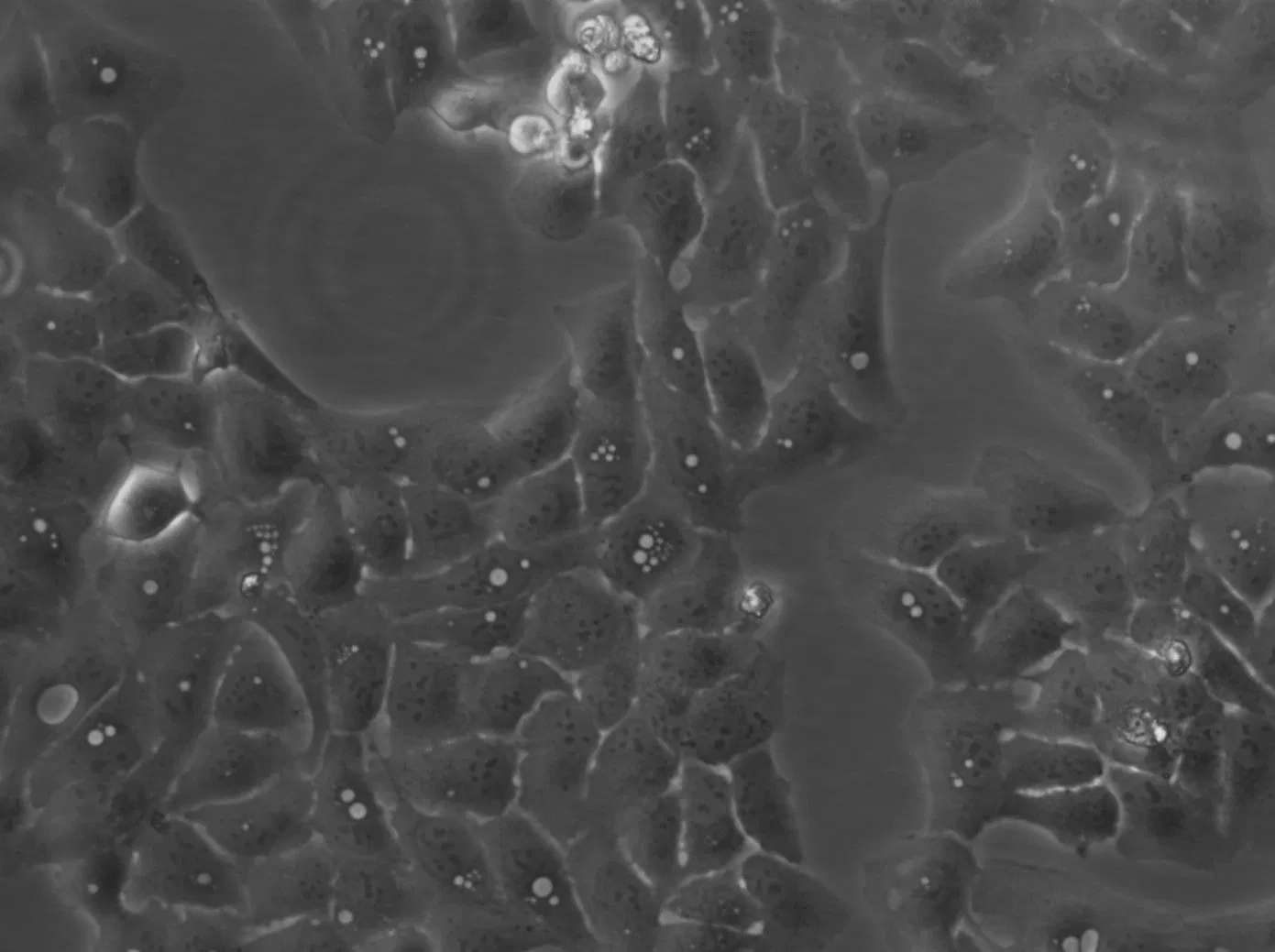 U2OS-CRISPR-NUP96-mMaple Cells - VivacellVivacell